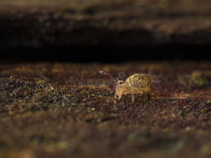 P1221150 Globular Springtail, Dicyrtomina Minuta, CECP 2023 Stock Photo ...