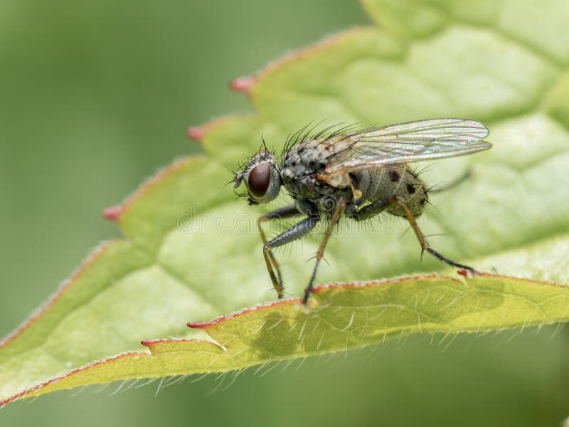 P5110015 Hunter Stock Photos - Free & Royalty-Free Stock Photos from ...