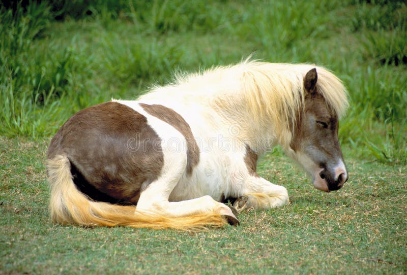 Pônei imagem de stock. Imagem de original, wildlife, campo - 43411411