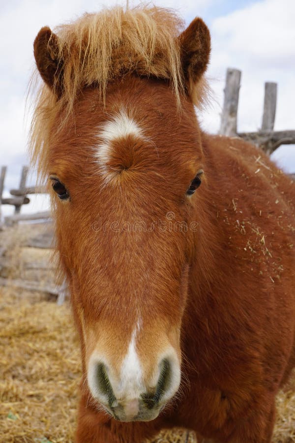 Pônei foto de stock. Imagem de pônei, foto, amarelo, cavalo - 50726140