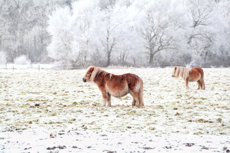 Pônei Em Um Pasto Gelado Nevado Imagem de Stock - Imagem de pastoral ...