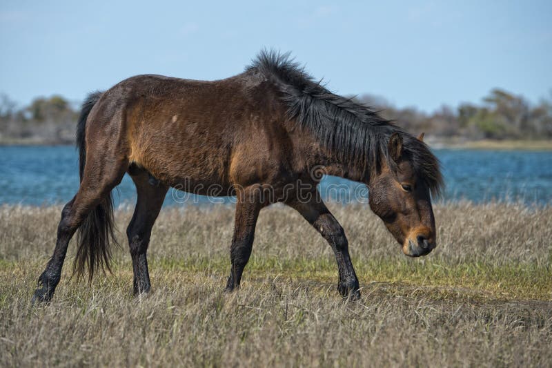 Pônei Selvagem Do Cavalo De Assateague Imagem de Stock - Imagem de ...