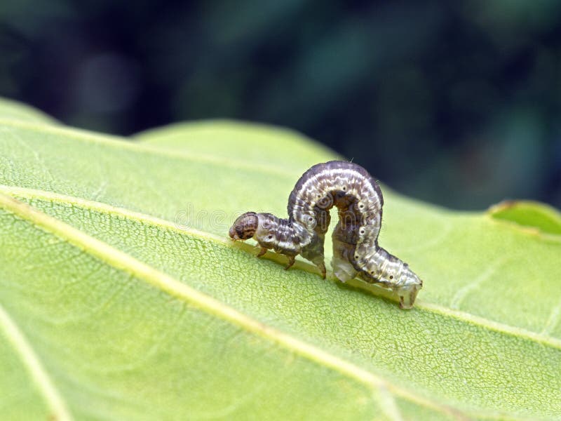 P1010080 Purple and White Inchworm Geometrid Moth Larva CECP 2019 Stock ...