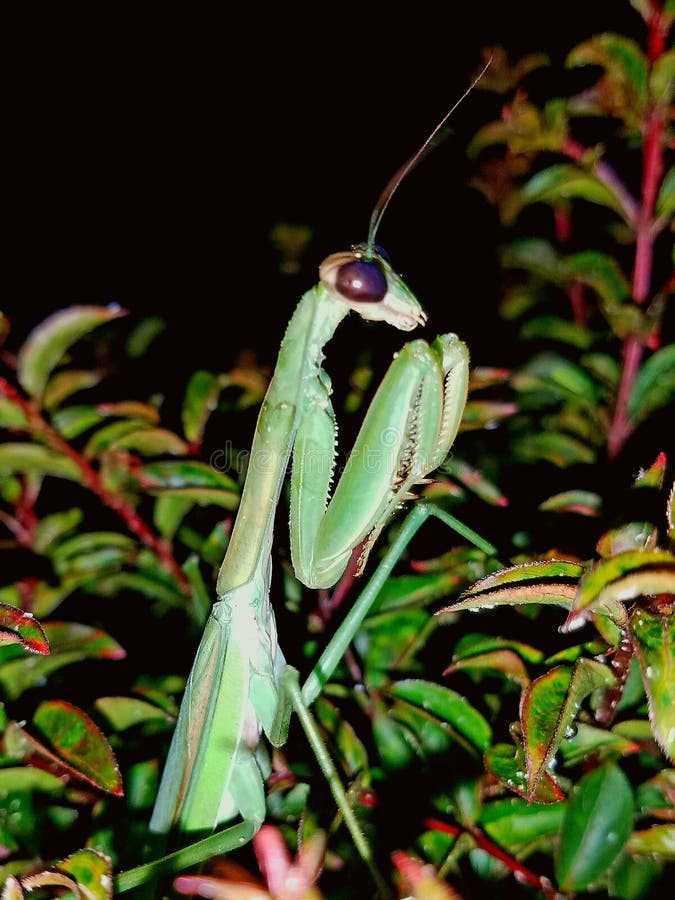 P Ray Mantis Stock Photos - Free & Royalty-Free Stock Photos from ...