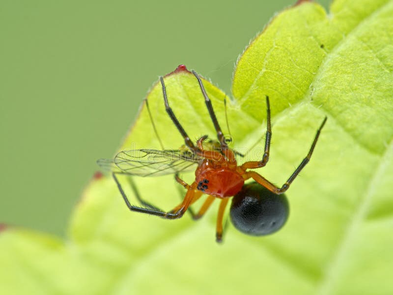 P1010041 Red and Black Dwarf Spider, Hypselistes Florens, Under a Leaf ...
