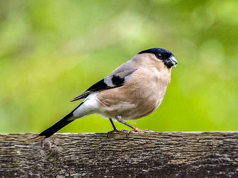 P?ssaro, Fauna, Bico, Passarinho Imagem. Imagem: 101017316