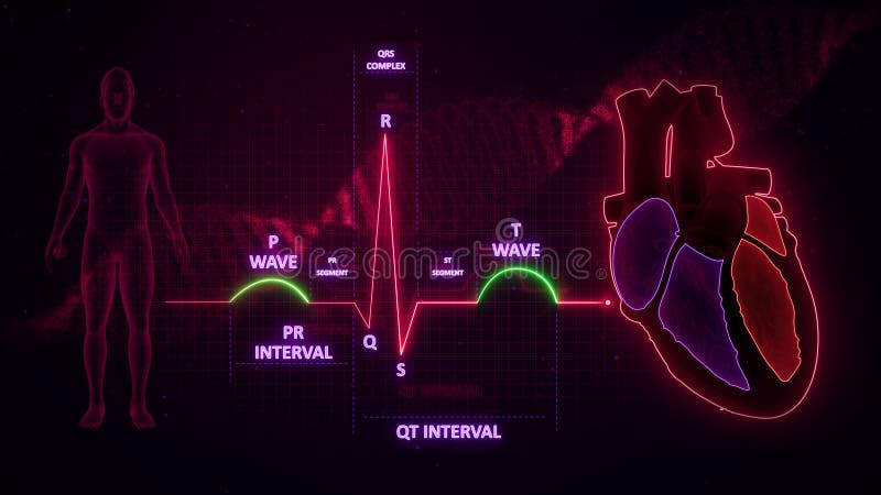 P and T Wave of Electrocardiogram Wave or ECG or EKG Stock Illustration ...