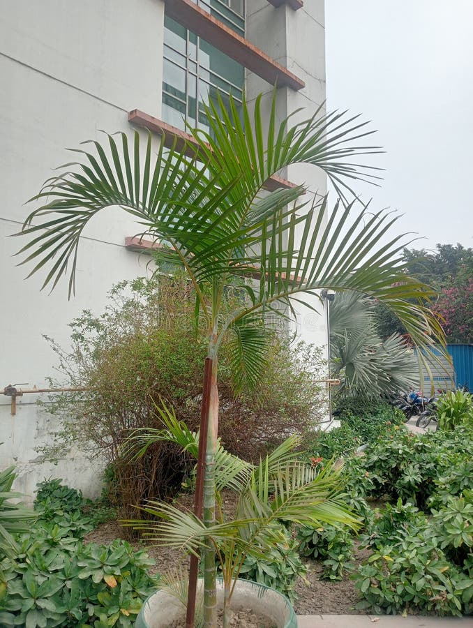 Good Oxygenation Stock Photos - Free & Royalty-Free Stock Photos from ...