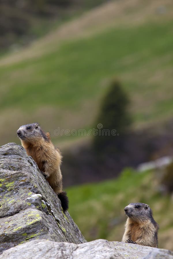 Paar Van Marmotten (marmota Marmota) Stock Afbeelding - Image of alpen ...