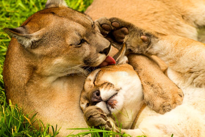 Paar Van Poema's Het Verzorgen Stock Foto - Image of sinaasappel ...