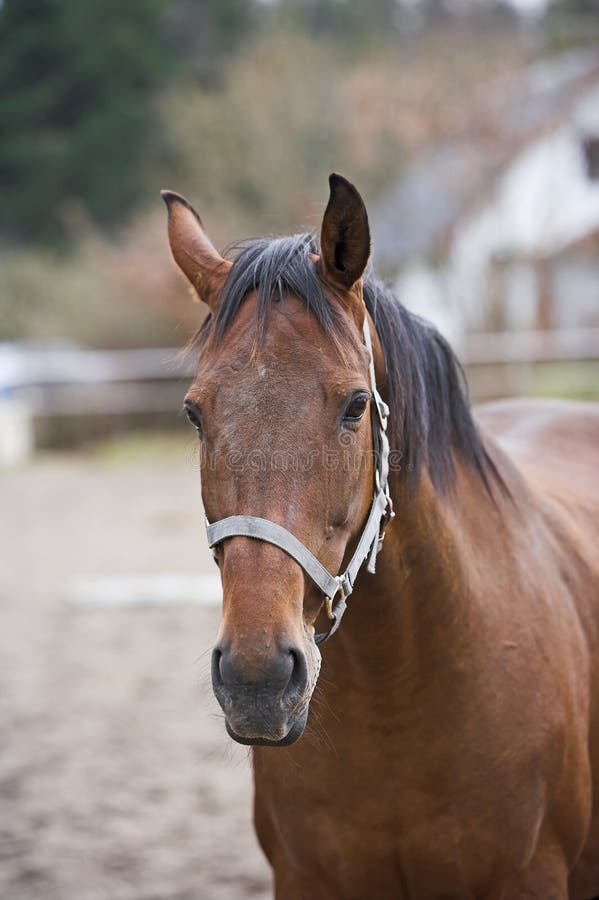 Interessant Albinopaard Met Roze Halter Stock Foto - Image of hengst ...