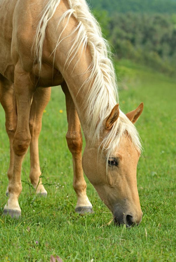 Paard stock afbeelding. Image of galop, merrie, gras - 27398681