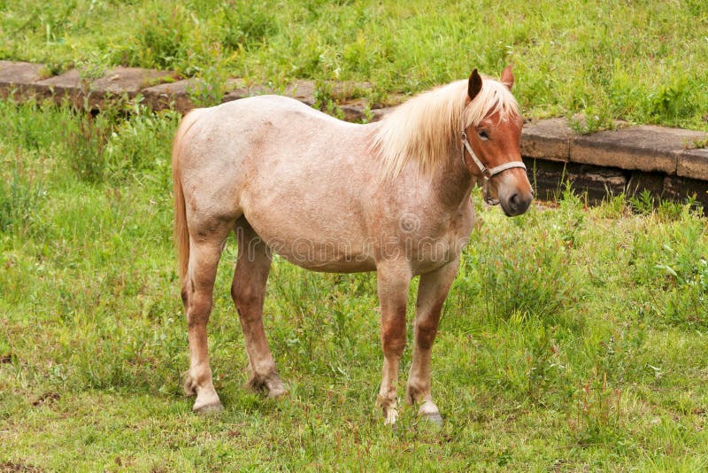 Paard stock foto. Image of paard, uitziend, portret, nave - 47331584