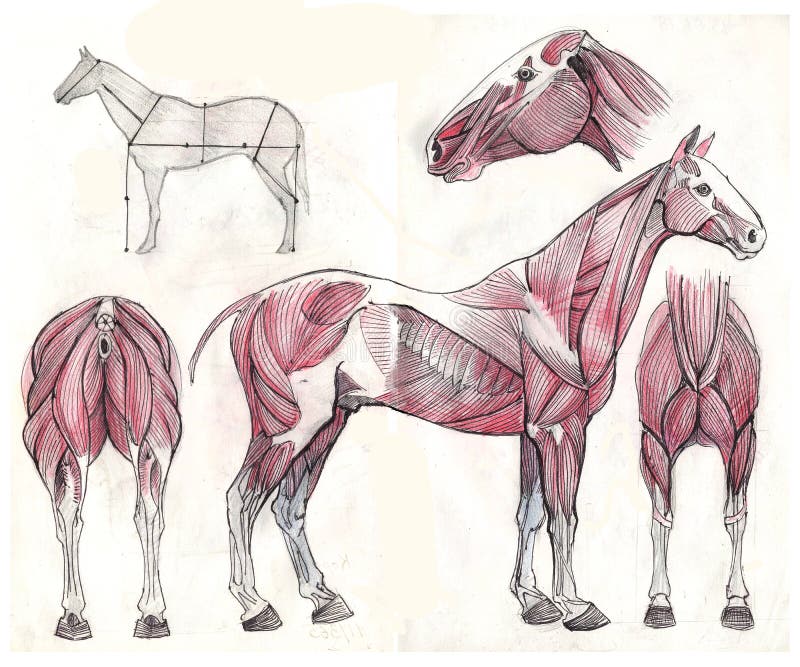 De anatomie van het paard stock illustratie. Illustratie bestaande uit ...