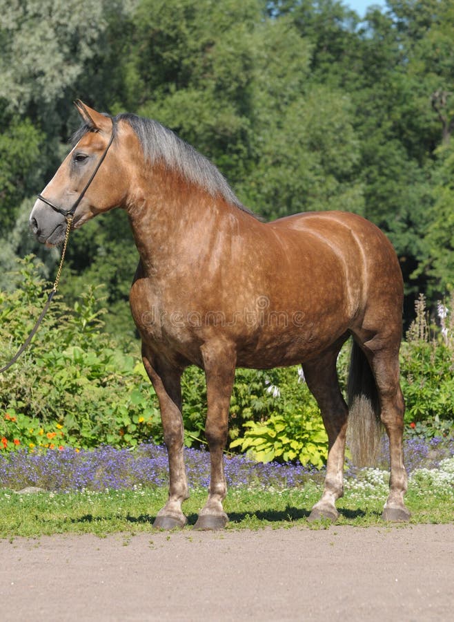 Paard in bebost park stock foto. Image of naughty, groen - 15225272
