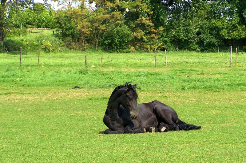 Ontwaterd Vermoeid Paard stock foto. Image of dood, bruin - 14205558
