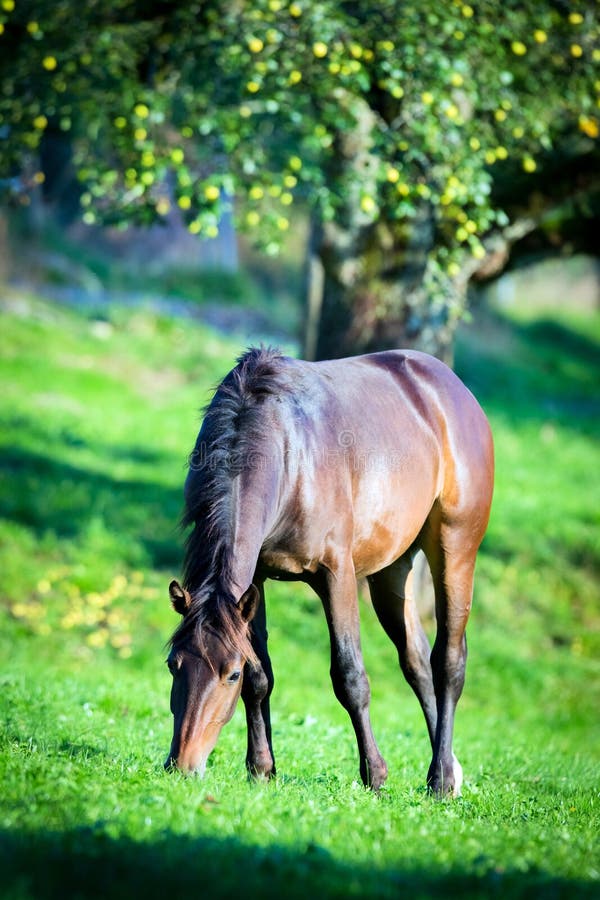 Paard Die Gras Op Gebied Eten Stock Foto - Image of openlucht, appel ...