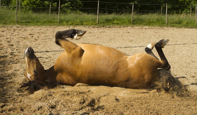 Paard Die Zich Op Paddock Wentelen Stock Foto - Image of snuit ...