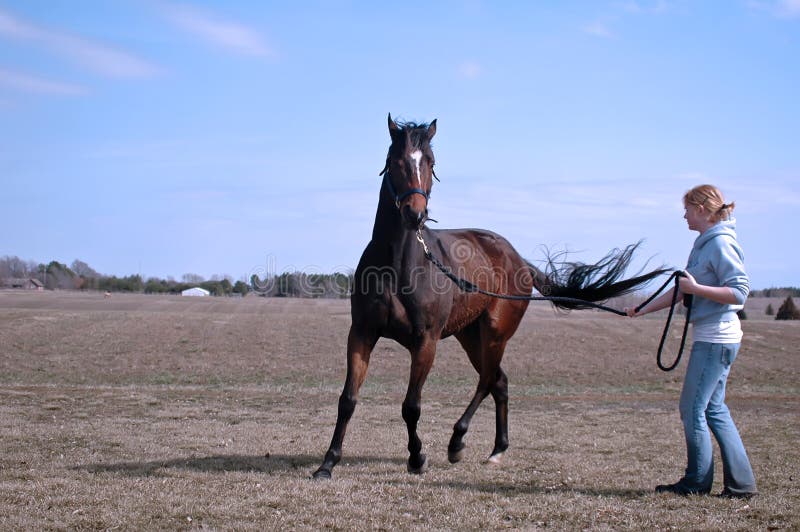 Galopperend Paard stock afbeelding. Image of majesteit - 2344775