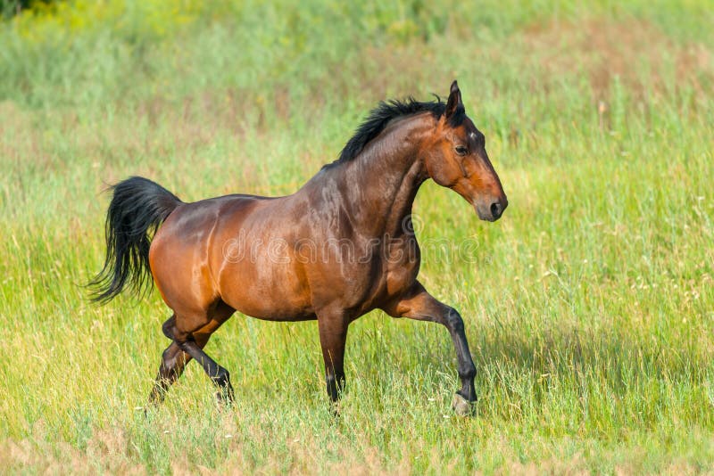 Paard in Gras in Werking Dat Wordt Gesteld Dat Stock Afbeelding - Image ...