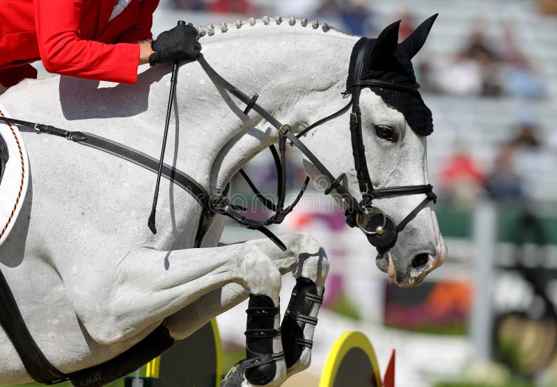 Paard het springen stock afbeelding. Image of springen - 39138325