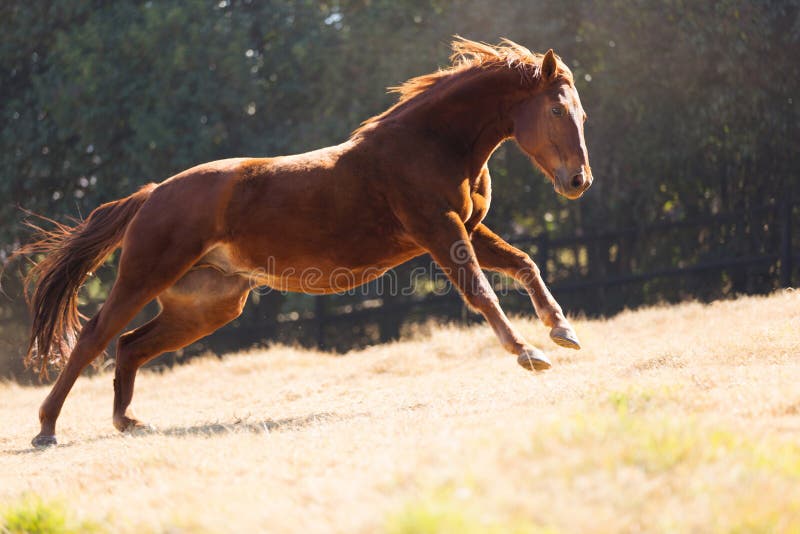De Kudde Van Het Wild Paard Stock Foto - Image of weiland, landschap ...