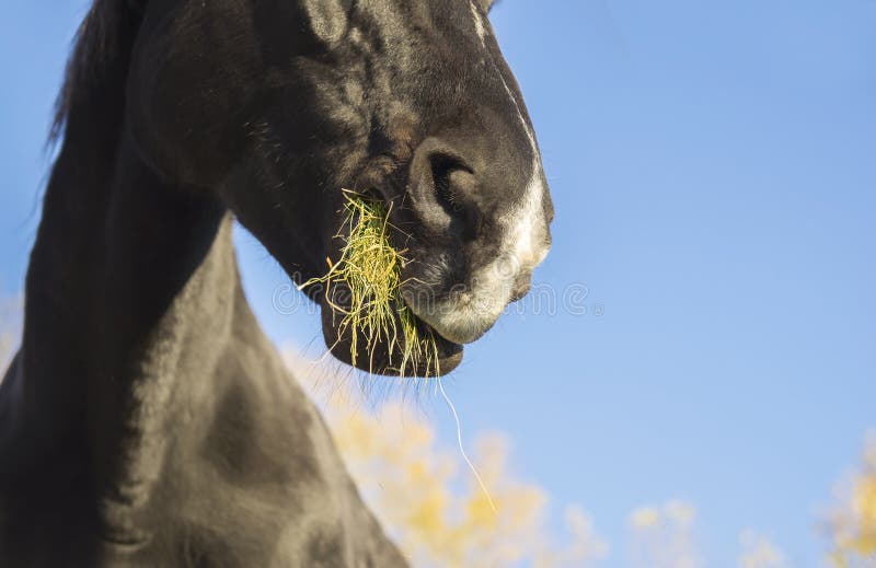 Paard Met Groen Gras in Mond Stock Afbeelding - Image of groen, paard ...