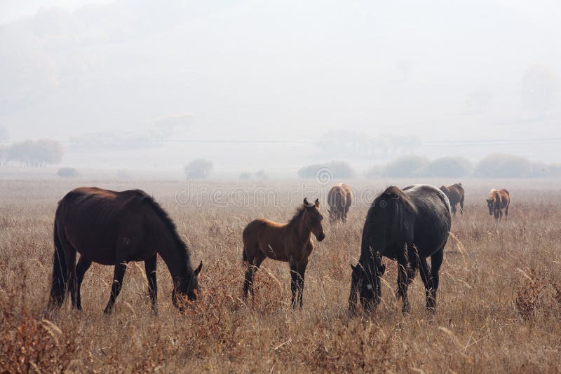 Paard op het gras stock foto. Image of groen, vrienden - 28562074
