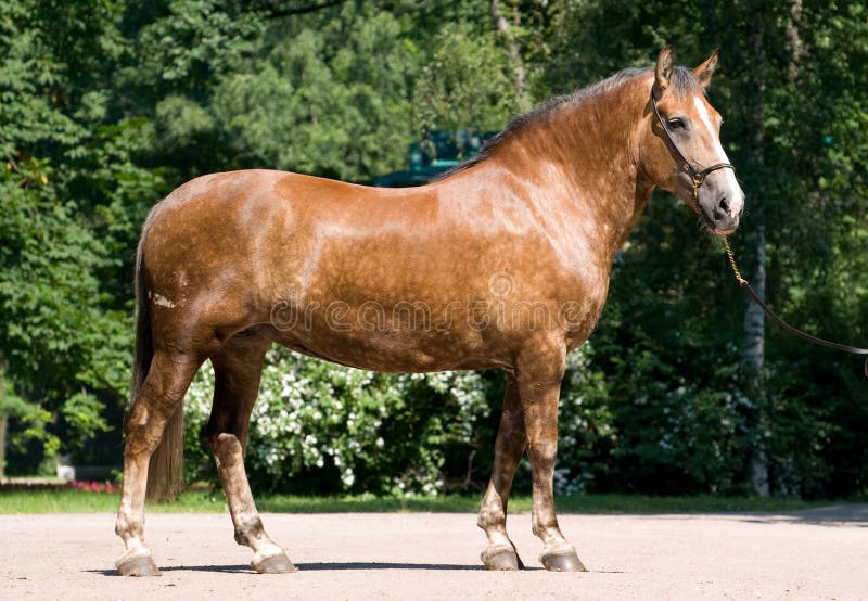 Paard in bebost park stock foto. Image of naughty, groen - 15225272