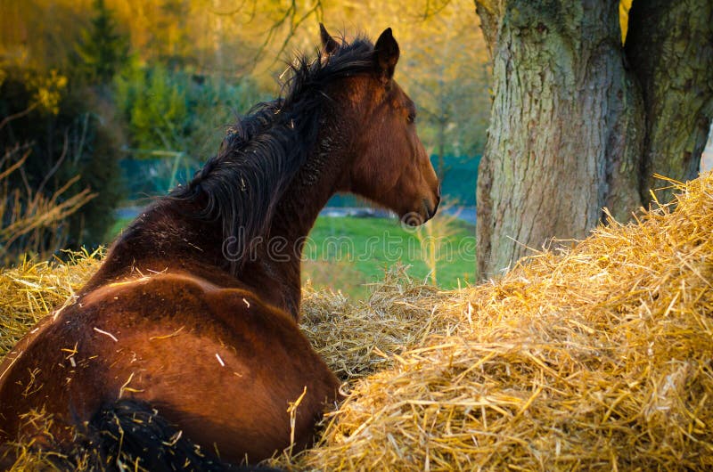 Paard in stro stock foto. Image of profiel, ruiter, roan - 84920488
