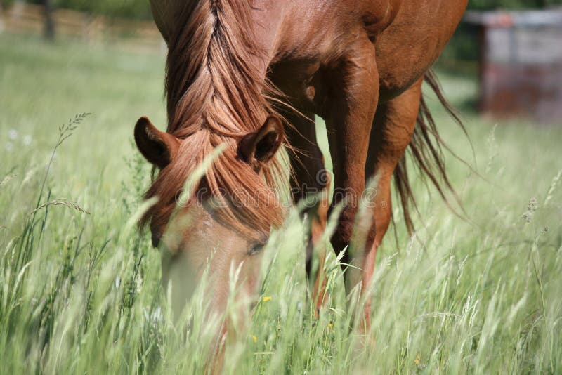 Paard tussen het gras stock afbeelding. Image of zomer - 10025239