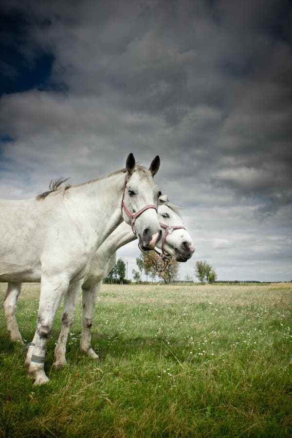 Paard uit bij gras stock foto. Image of energie, vriend - 31404718
