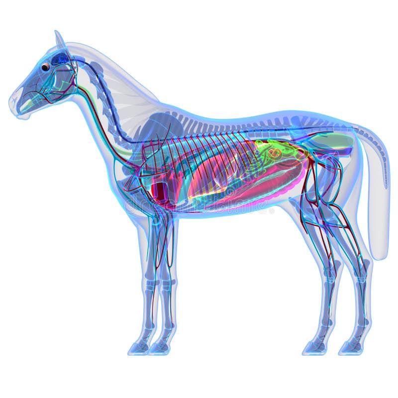 Paardanatomie - Interne Anatomie Van Een Paard Stock Illustratie ...