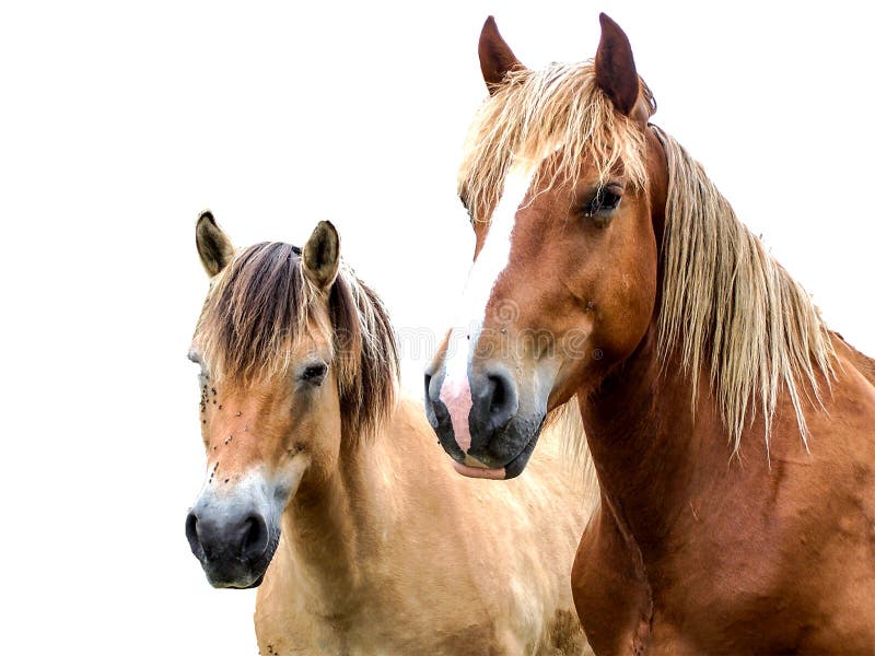 Paarden Op Een Witte Achtergrond Stock Afbeelding - Image of ...