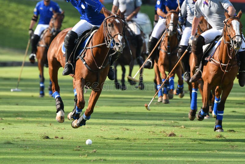 Paarden Polo Players Field Equestrian Landscape Stock Afbeelding ...