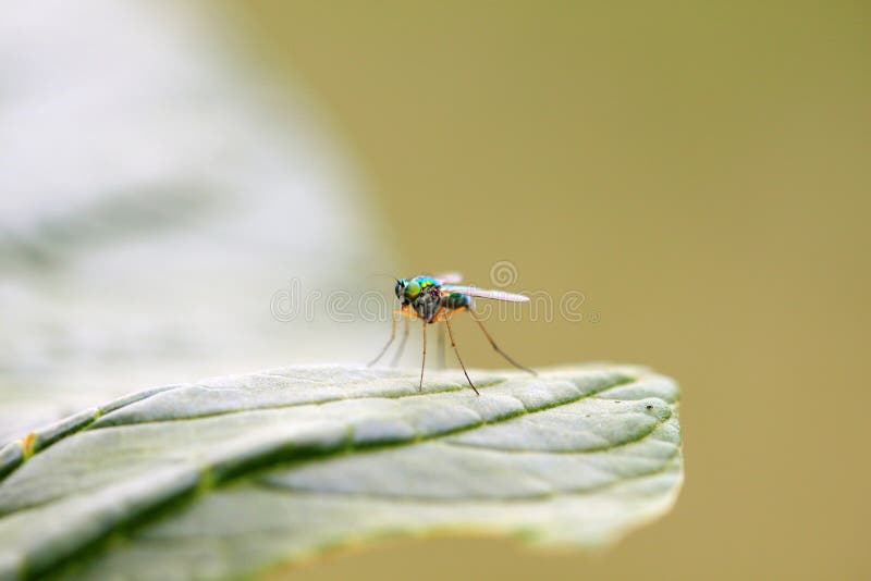 Mierenbeet een greenfly stock afbeelding. Image of macro - 82202559