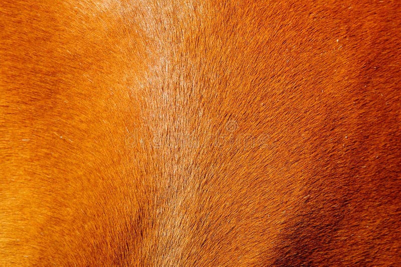 Paardenhaar textuur stock foto. Image of harig, grijs - 34115074
