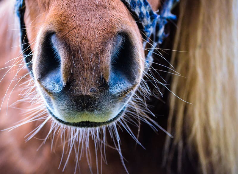 Muilezel in boerderij stock foto. Image of levensstijl - 75768944