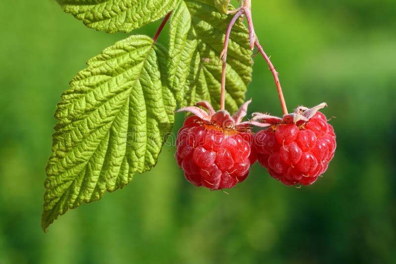 Himbeere mit Blatt stockbild. Bild von studio, organisch - 34567805
