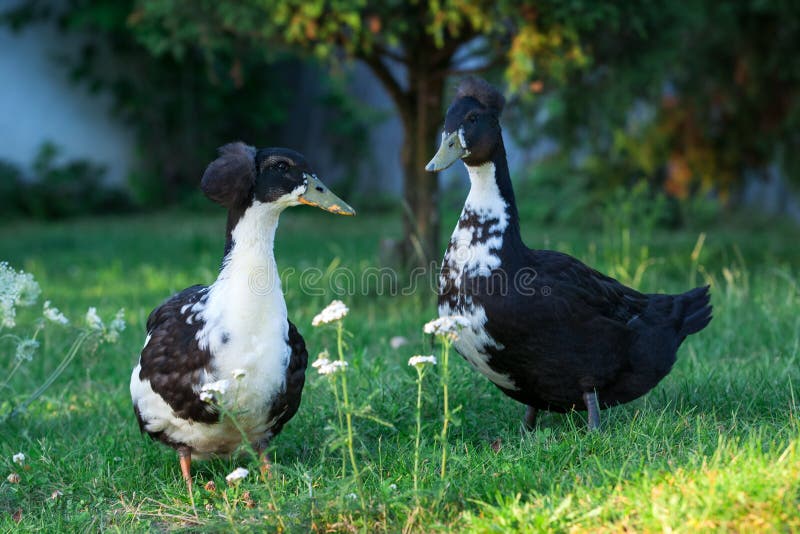 Bunte Enten auf Schwarzem stockbild. Bild von öffnung - 5114315