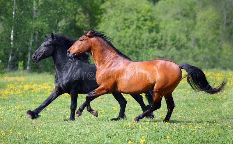 Zwei Pferde, Die Zusammen Auf Einem Feld Laufen Stockfoto - Bild von ...