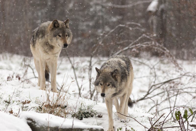 Ein Grauer Timberwolf Der Paare Im Winter Stockfoto - Bild von winkel ...