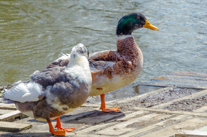 Paare Enten Sehen In Der Rechten Seite Zusammen. Stockfoto - Bild von ...
