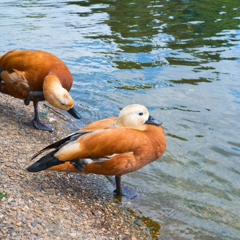 Paare Von Zwei Braunen Enten Stockfoto - Bild von reflexion, porträt ...