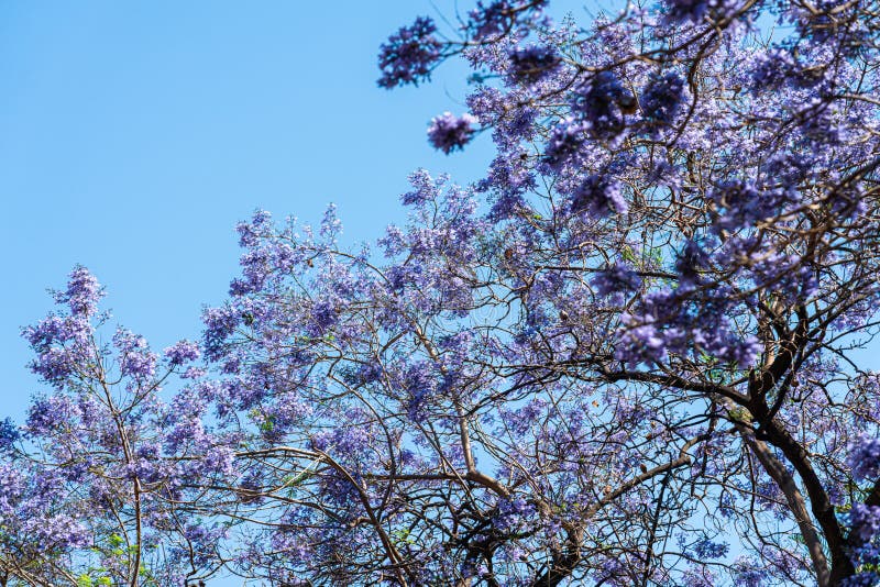 Paarse Bloeiende Bomen in Het Centrum Van De Stad Barcelona Stock Foto ...