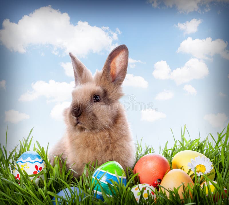 Paashaas en paaseieren stock afbeelding. Image of pasen - 37729079
