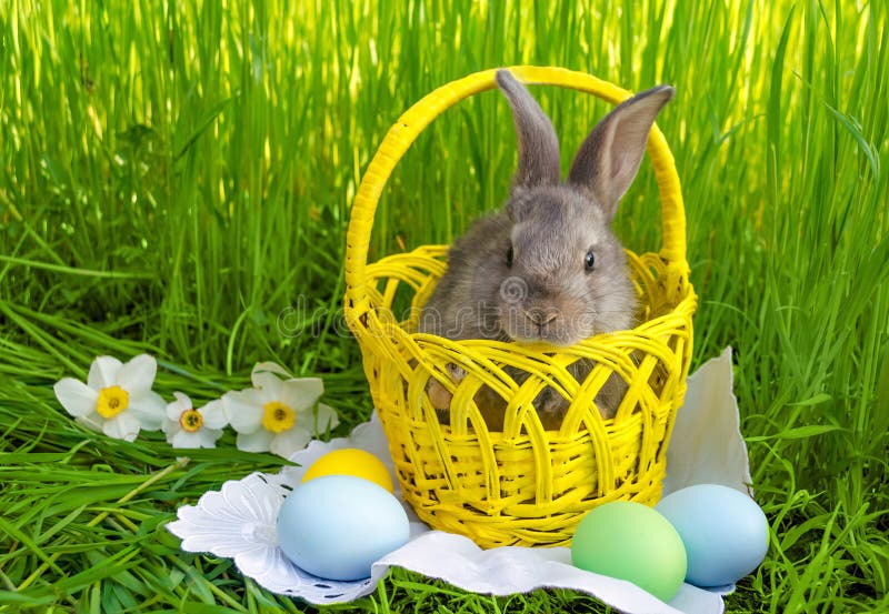 Paashaas in Pasen-mand Met Pasen Gekleurde Eieren Stock Afbeelding ...