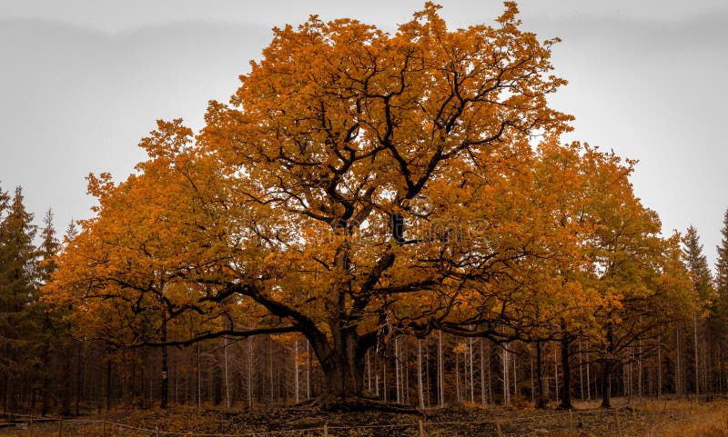 Paavola Stock Photos - Free & Royalty-Free Stock Photos from Dreamstime