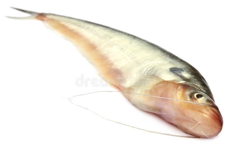 Pabda fish stock image. Image of pabo, east, cuisine - 22521197