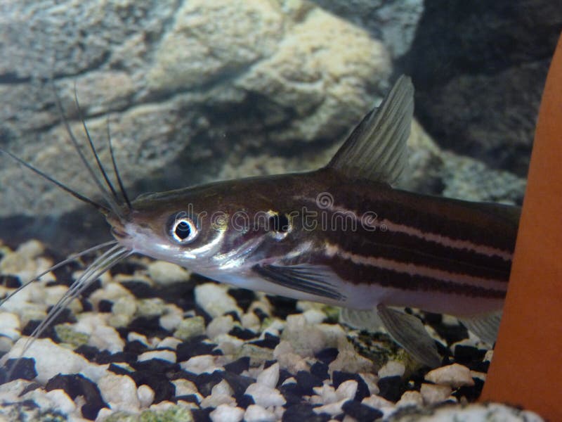 Pabda fish stock photo. Image of fishing, pabo, gangase - 26635784